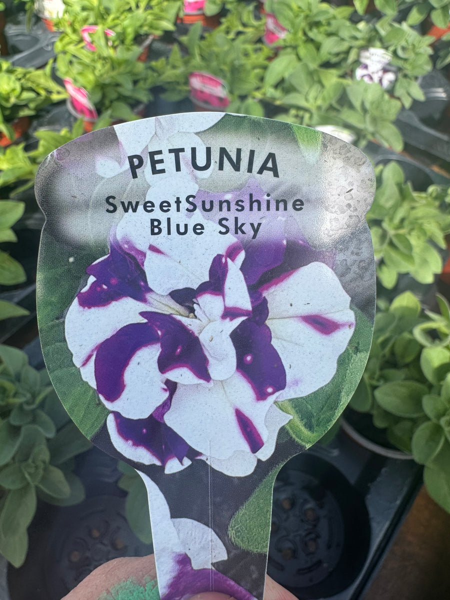 Double Trailing Petunia SweetSunshine Blue Sky – Rostherne Nursery