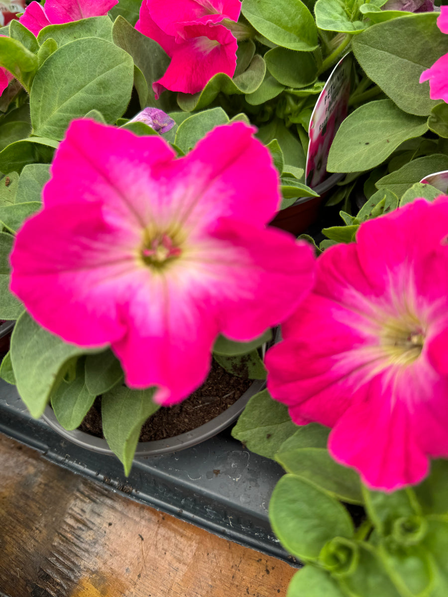 Trailing Petunia ‘Rose Morn’ – Rostherne Nursery