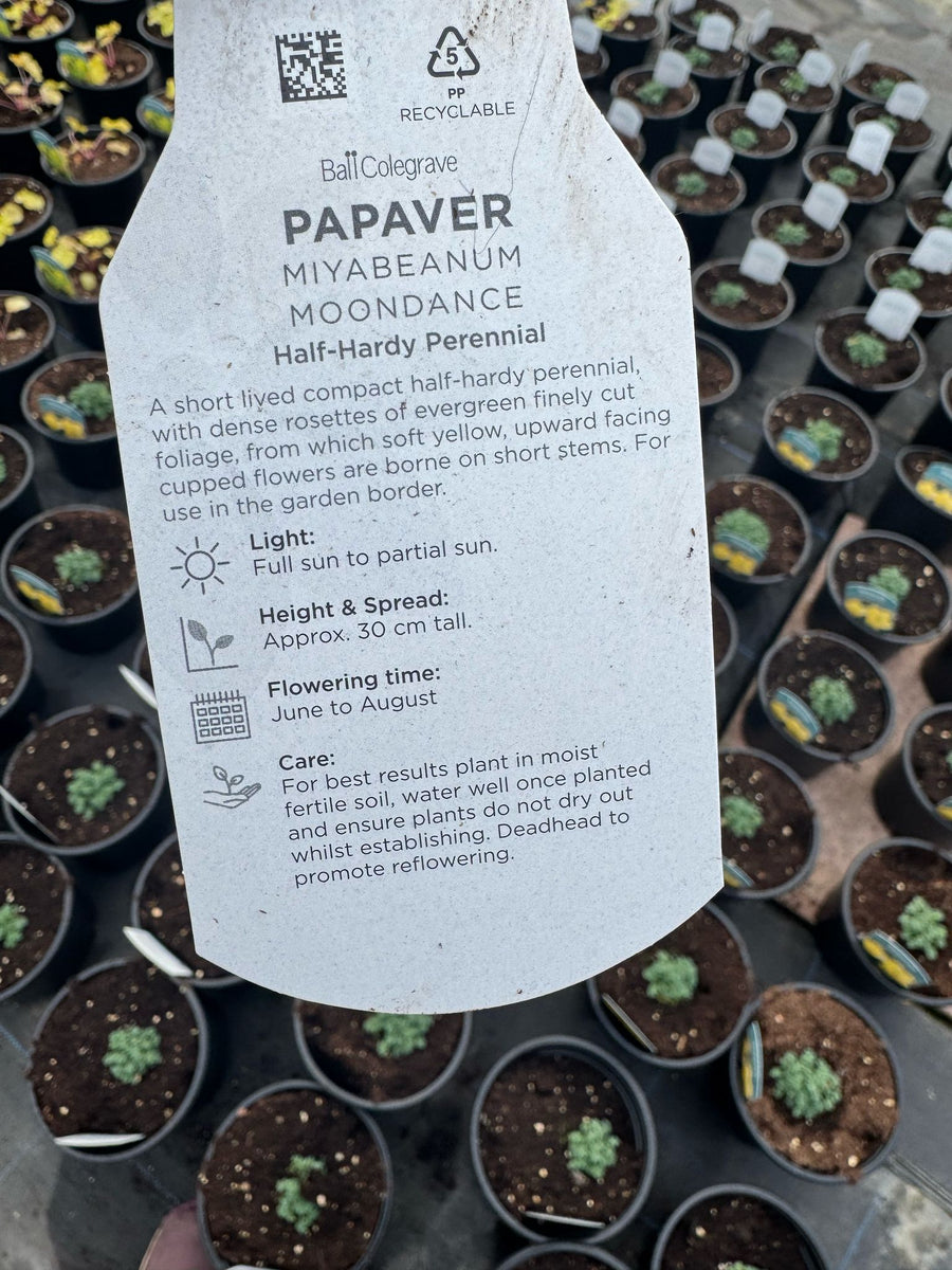 Papaver Moondance – Rostherne Nursery