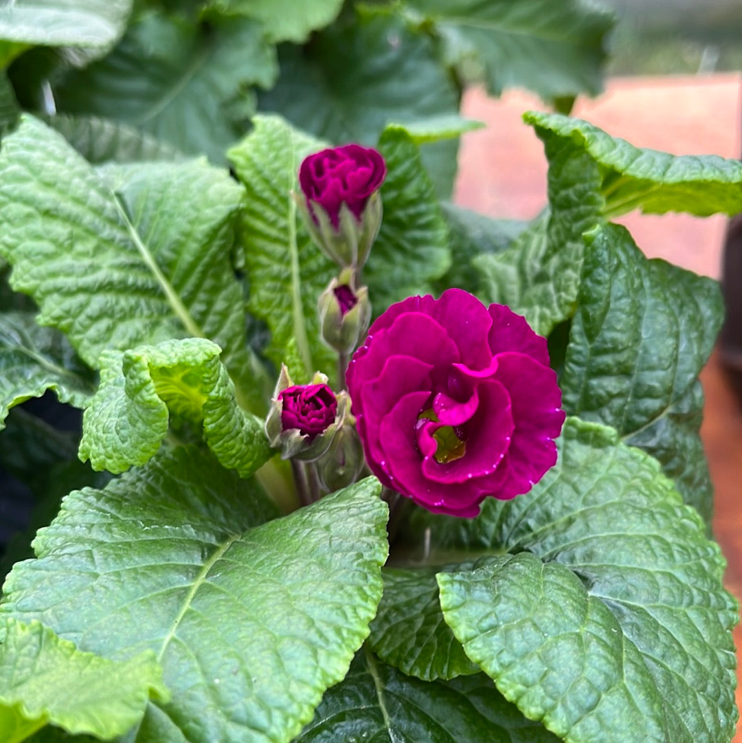 Primlet - Double Primrose – Rostherne Nursery