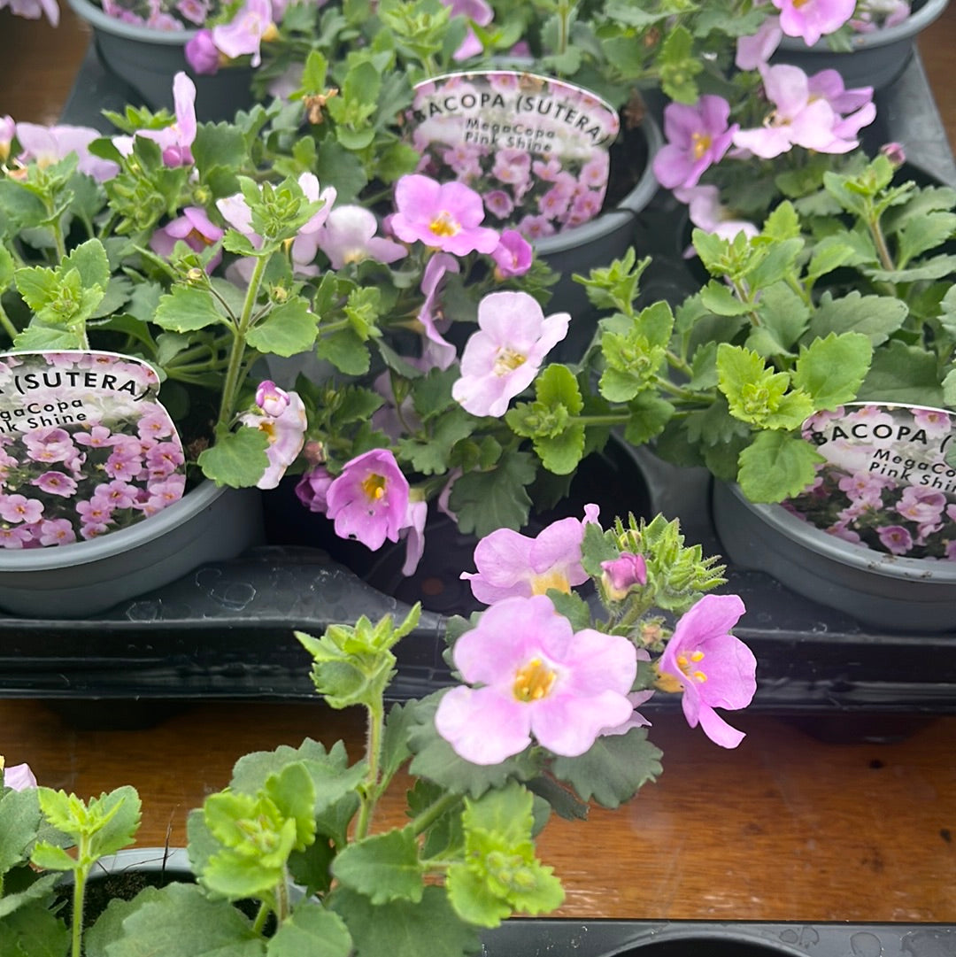 Bacopa MegaCopa Pink Shine – Rostherne Nursery