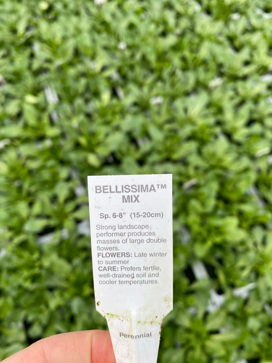Bellissima Bellis Daisy – Rostherne Nursery